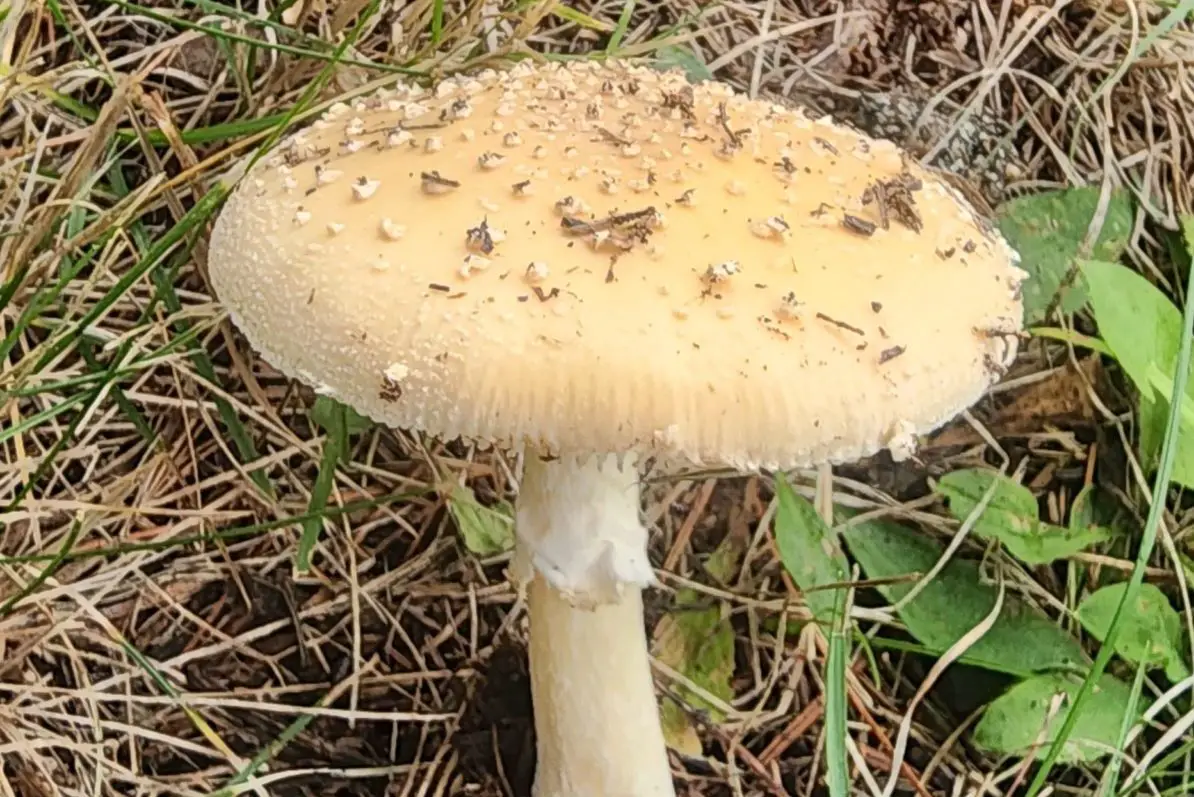 My Fall 2023 Plans | janavar